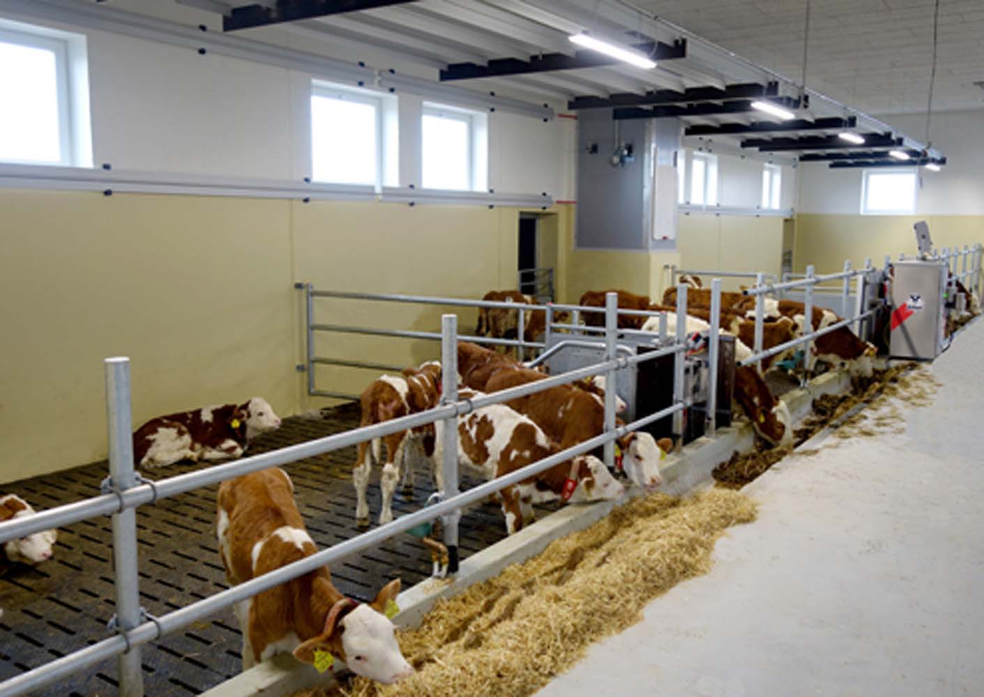 Build A Calf Barn